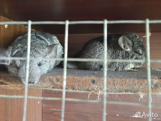 Шиншилла с клеткой