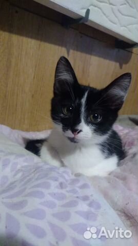 Котята Машуня и Чейз ищут добрые руки