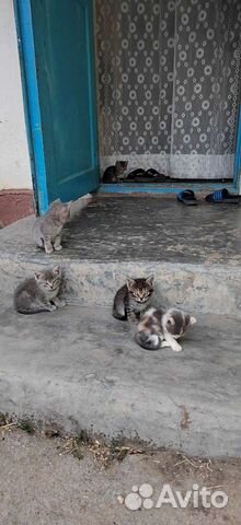 Котята в добрые руки бесплатно