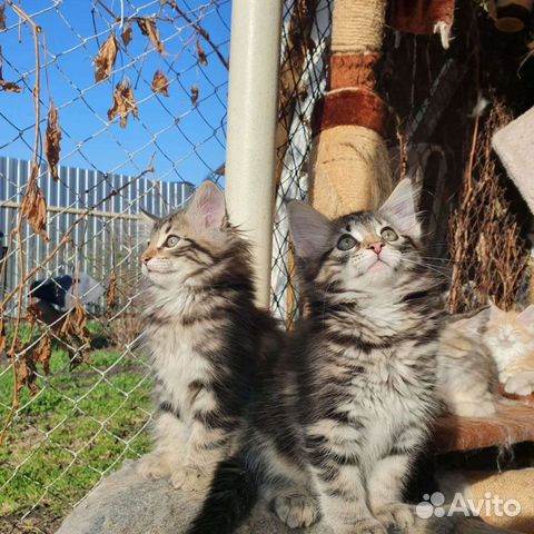 Котята породы норвежская лесная