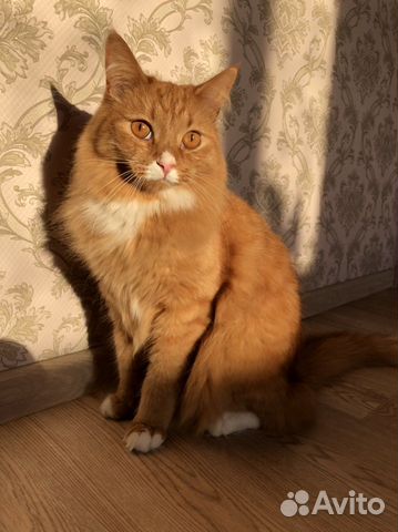 Отдам кота в добрые руки