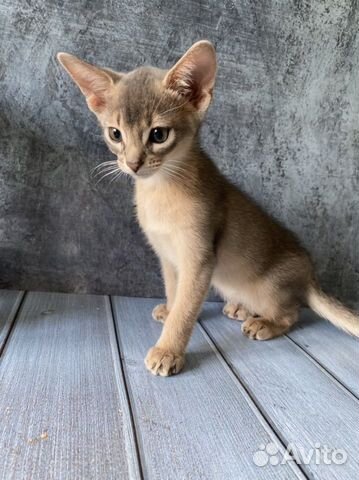 Абиссинские котята