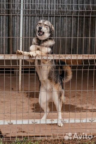 Метис хаски и лайки