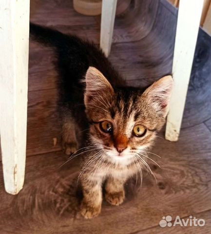 Тигрёнок в добрые руки