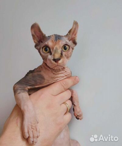 Канадский сфинкс эльф