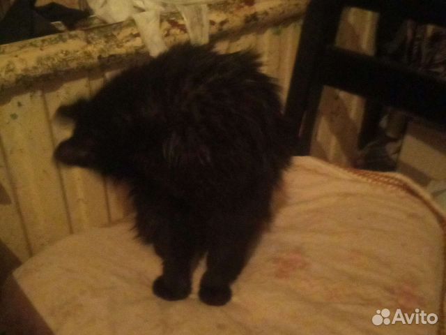 Найдена черная кошка