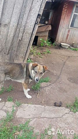 Пёс 1,5 года охранник дружелюбный