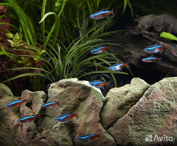 Аквариумные рыбки