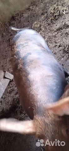 Свинья дюрок