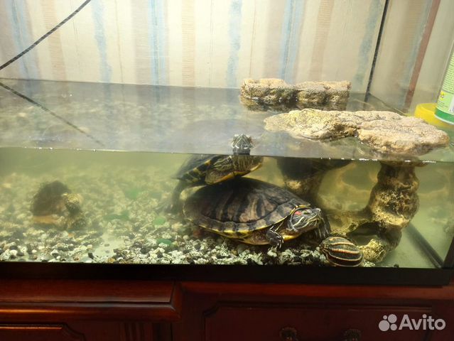 Продаю 2 красноухих черепашек со всем необходимым