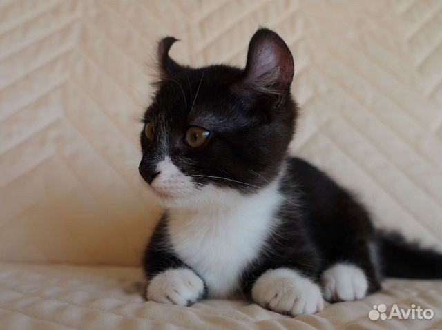 Котенок кинкалоу