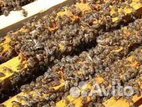 Продаются пчелы, пчелопакеты
