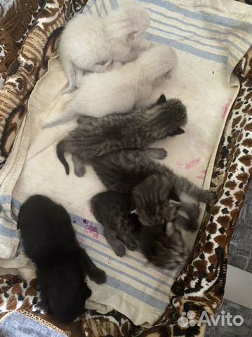 Котята шотландцы