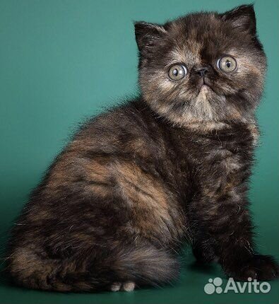 Экзотическая малышка Оливия