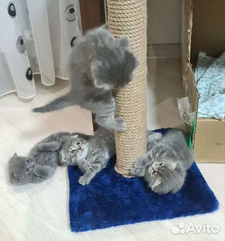 Шотландские котята вислоухие