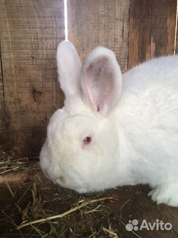 Кролики нзб фландр