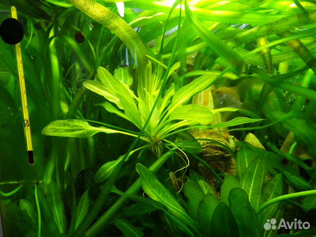 Эхинодорус амазонка