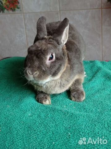Крольчонок карликовый рекс