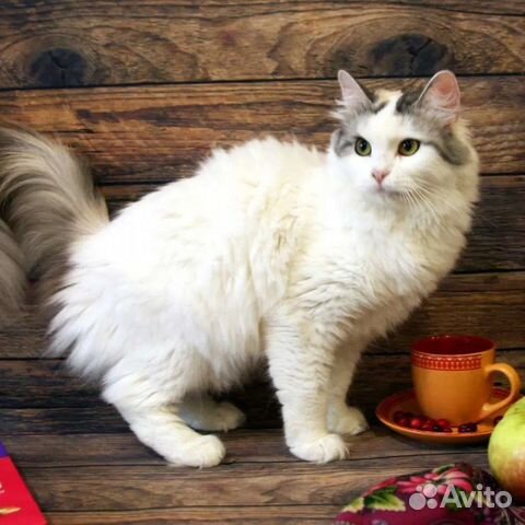 Сибирская кошка из питомника в добрые руки