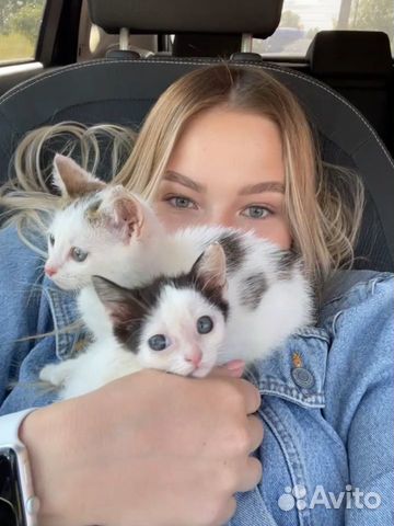 Котята в добрые руки 2,5 мес