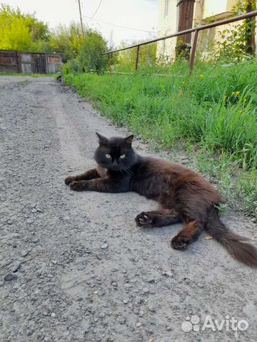 Котик чёрный молодой