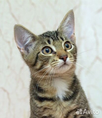 Полосатик Томасик ищет дом