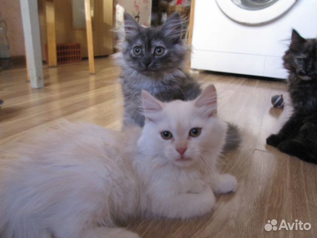 Сибирские котята