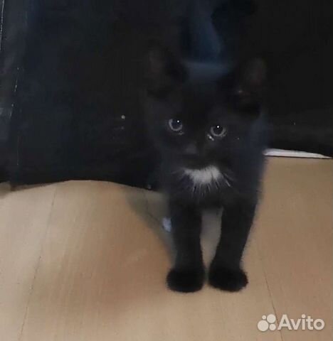 Черный котенок мальчик "Бесплатно