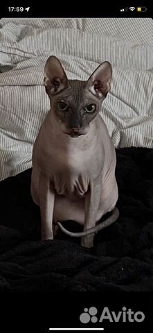 Отдам бесплатно кота