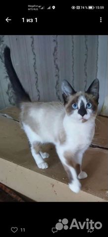 Тайский котенок