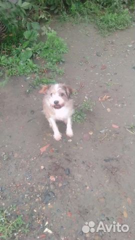 Маленькая собачка в добрые руки