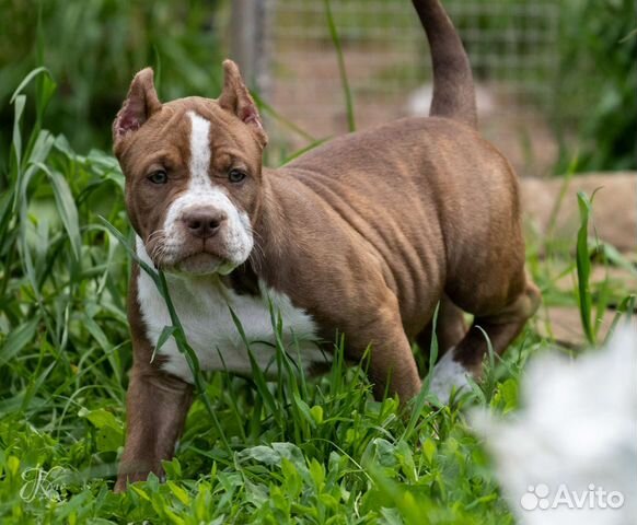 Буллечка девочка