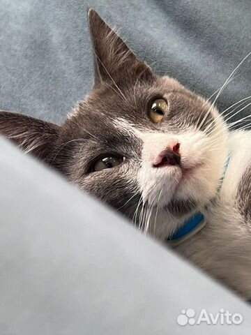 Котик в добрые руки