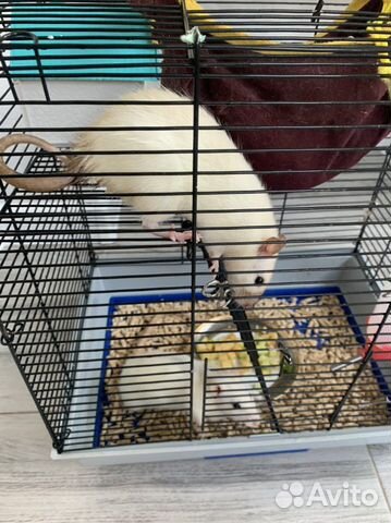 Отдам в добрые руки крыс