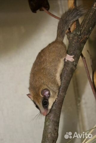 Лесная соня