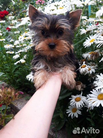 Мини девочка