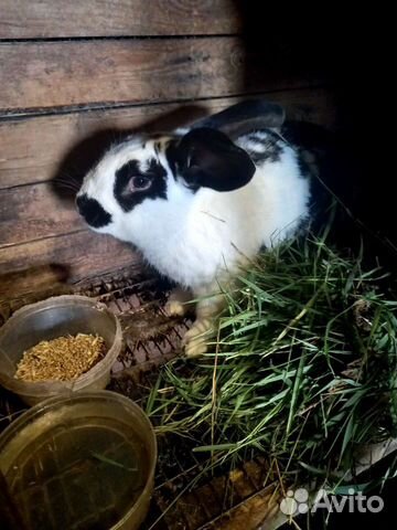 Кролы на племя