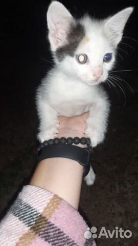 Рыжие котята в опасности