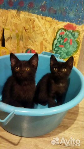 Котята в добрые руки мальчики