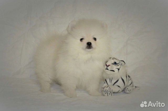 Померанский шпиц медвежьего типа мальчики
