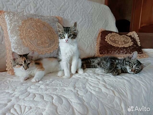 Котята с.р.о.ч.н.о ищут дом