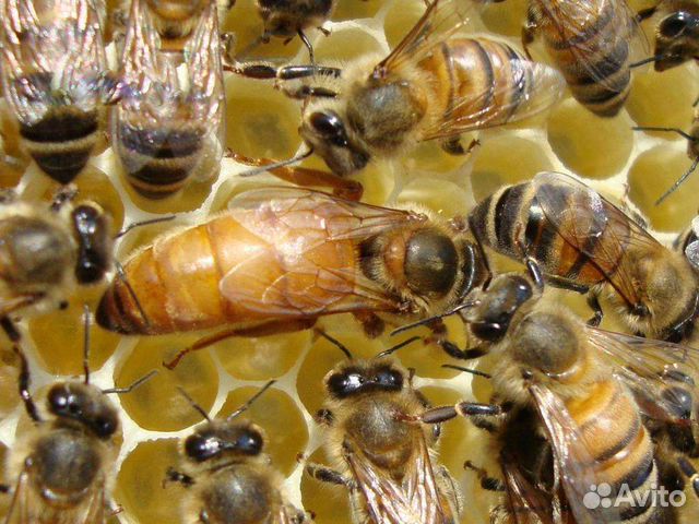 Пчеломатки бакфаст f1 не плодные