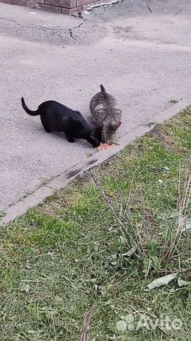 Помогите приютить котят