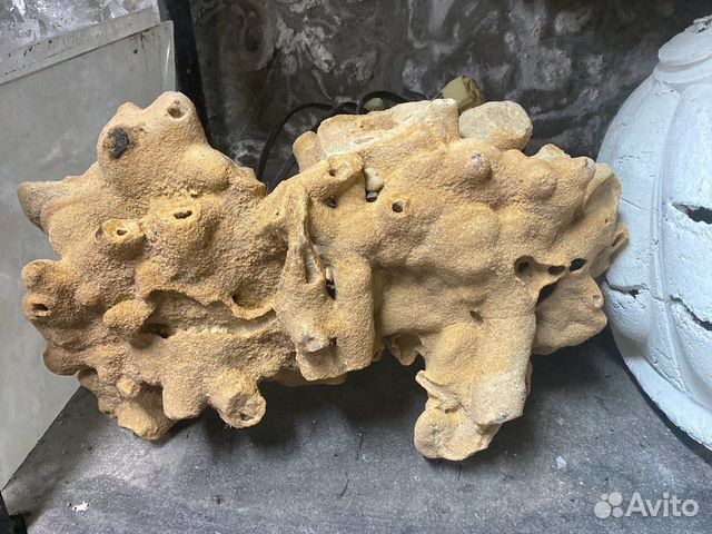 Морские кораллы