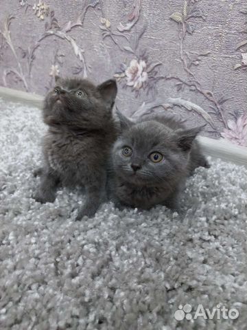 Шотландские котята