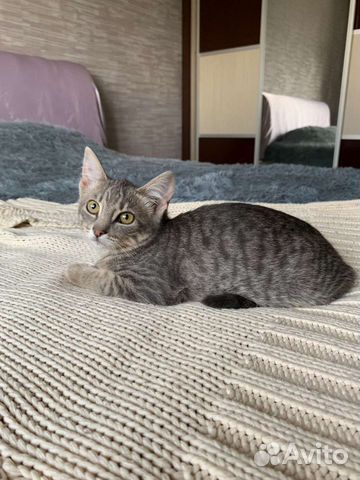 Кошка в дар бесплатно