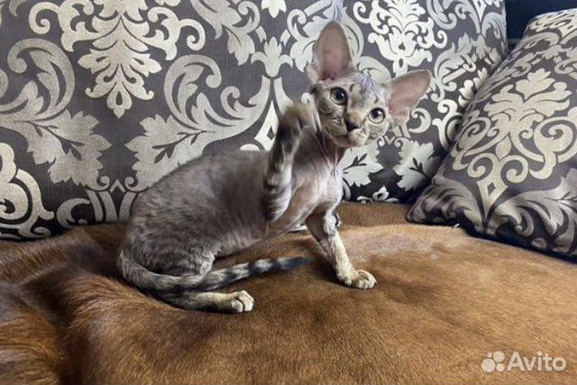 Девон рекс тигровый Адель
