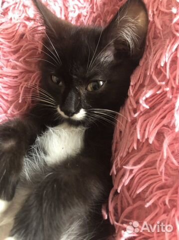 Отдам котенка