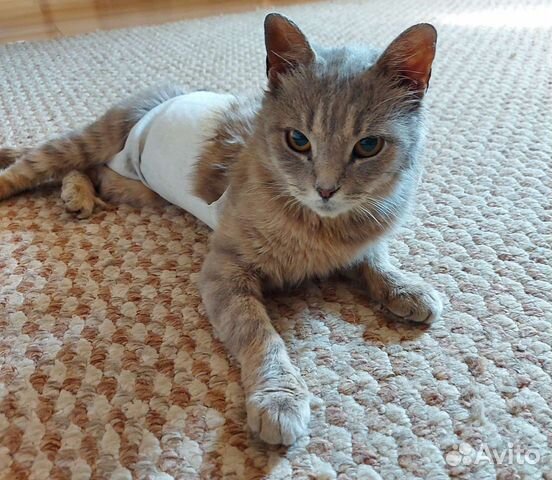 Австралийский Мист кошка дар стерилизована 3 года