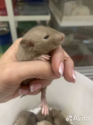 Малыши Крысят